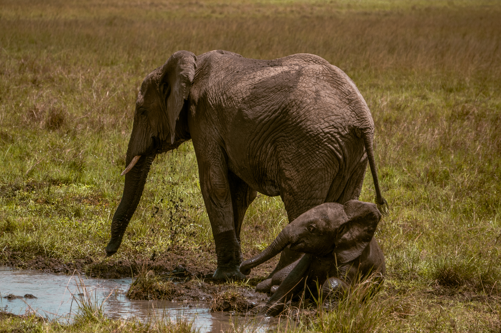 Masai Mara National Reserve – legendarische safari-bestemming