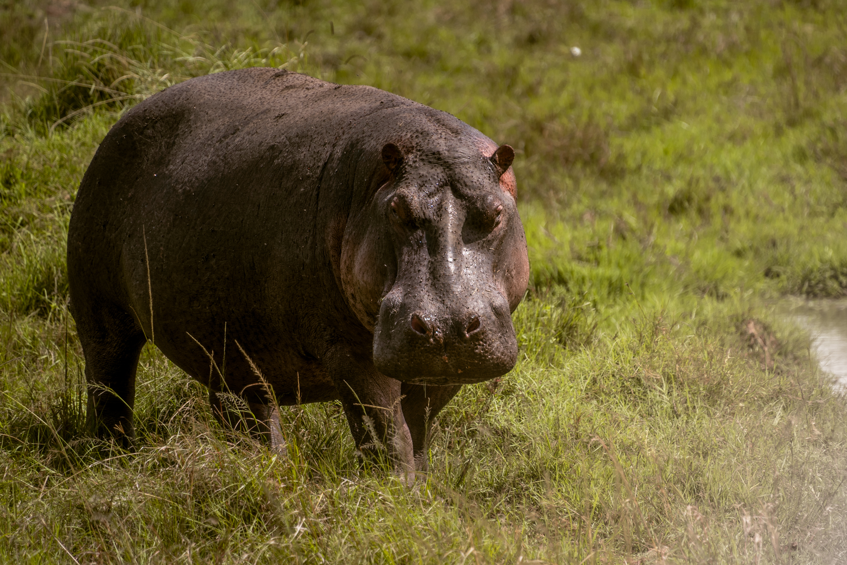 Masai Mara National Reserve – legendarische safari-bestemming