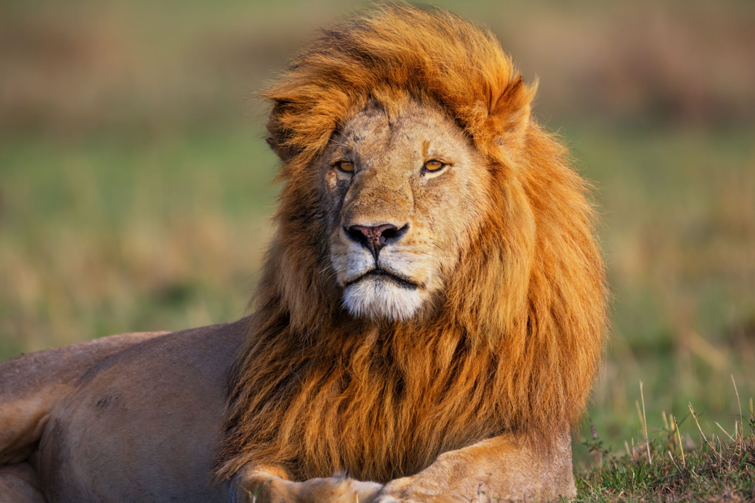 Masai Mara National Reserve – legendarische safari-bestemming