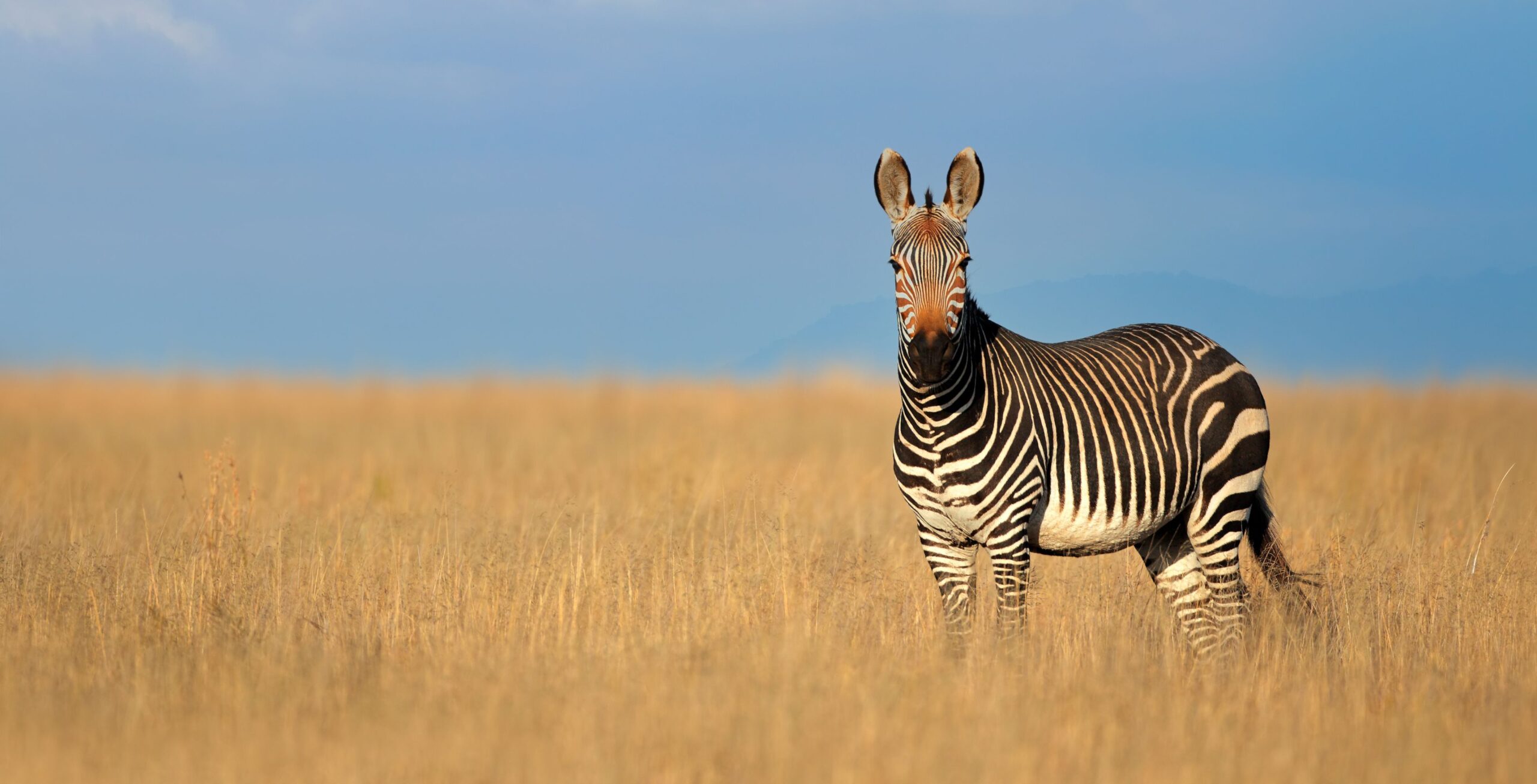 Mountain Zebra National Park - Afrika safari